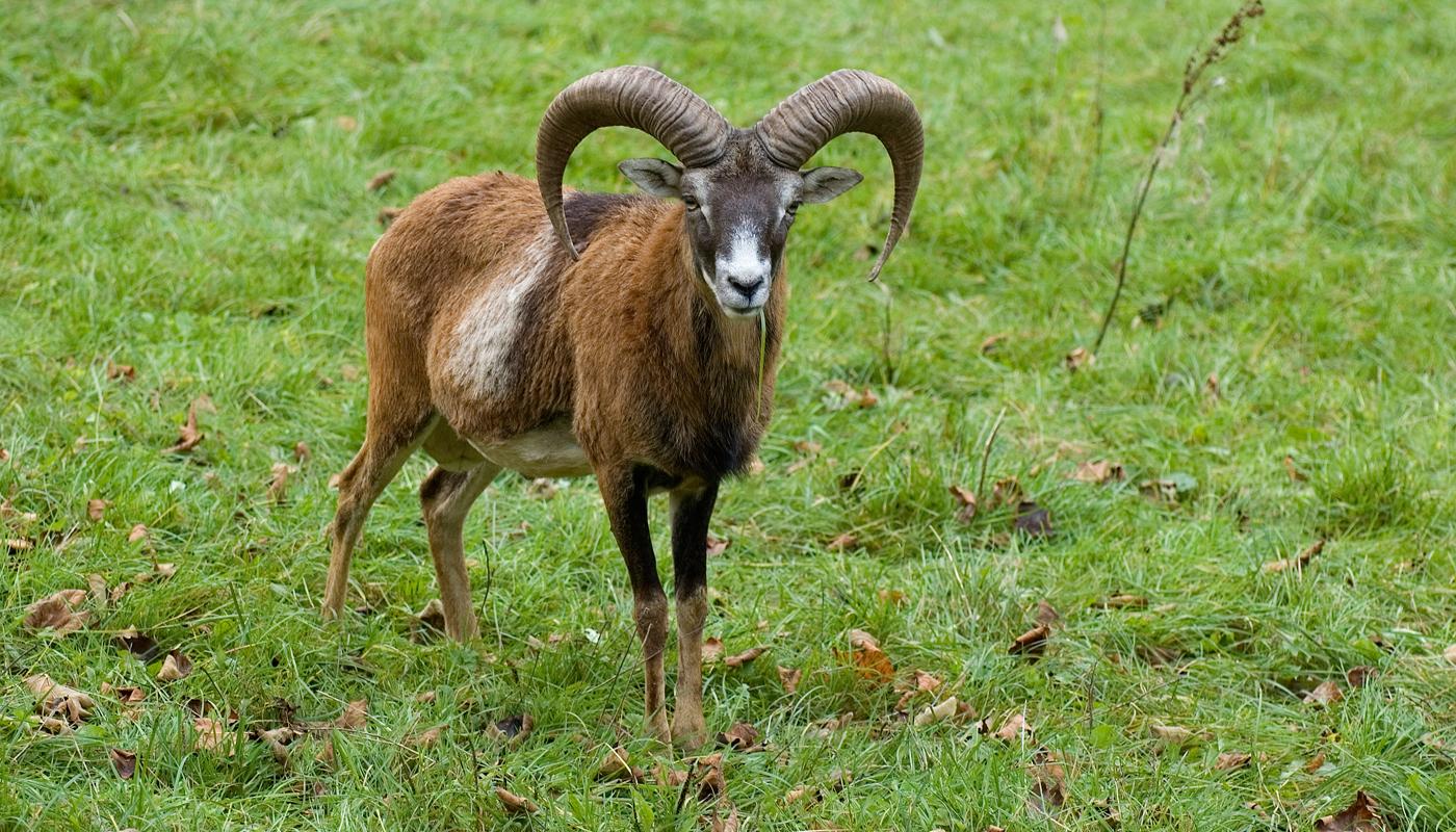 Diese exotischen Tiere leben in Deutschland