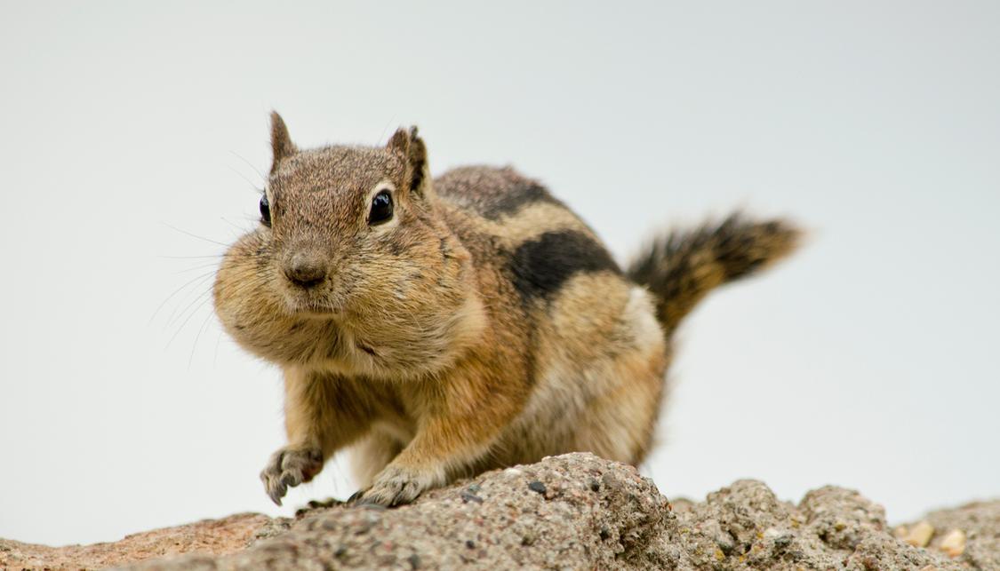Diese exotischen Tiere leben in Deutschland