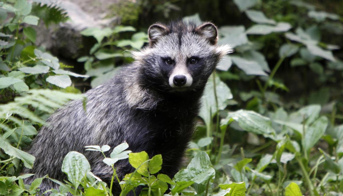 Diese exotischen Tiere leben in Deutschland